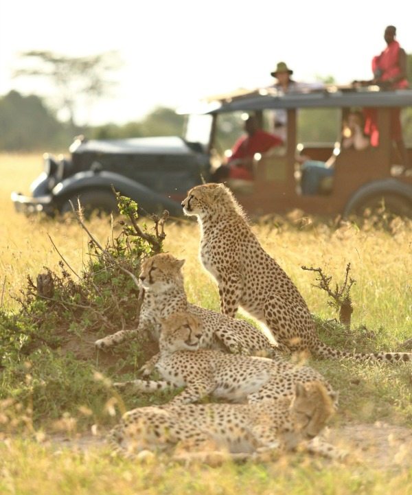 A Guide to Animals on African Safaris | UltraVilla